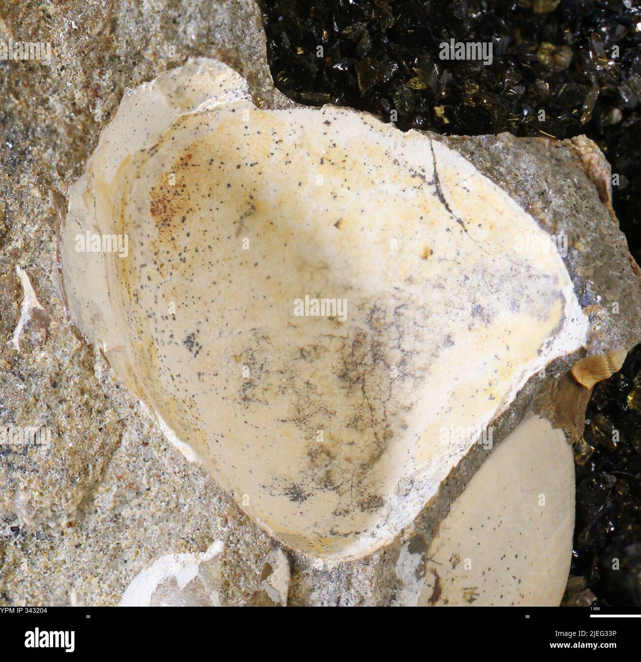 Undet bivalvia animalia hi-res stock photography and images - Alamy