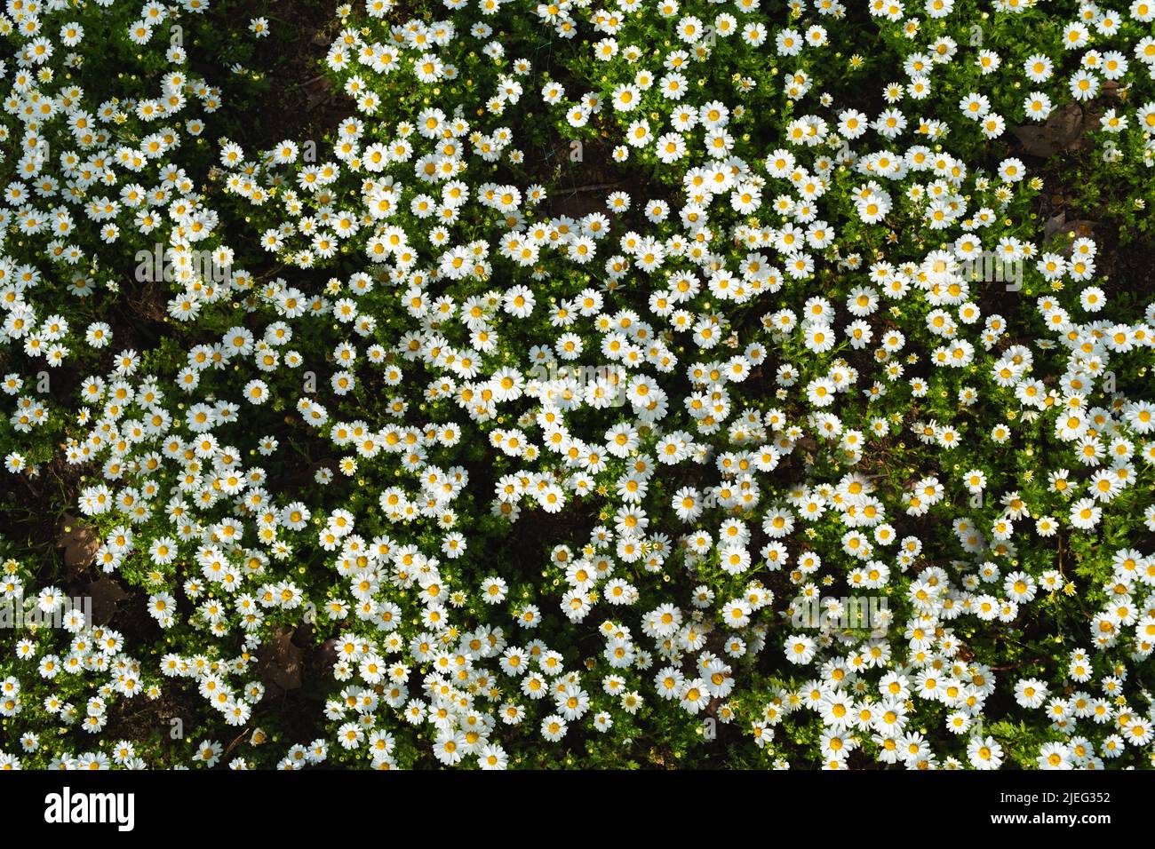 Beautiful blossom daisy flowers background top view Stock Photo - Alamy