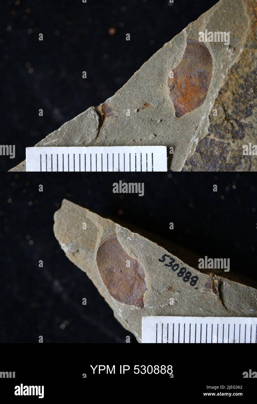 Xiphosurida hi-res stock photography and images - Alamy