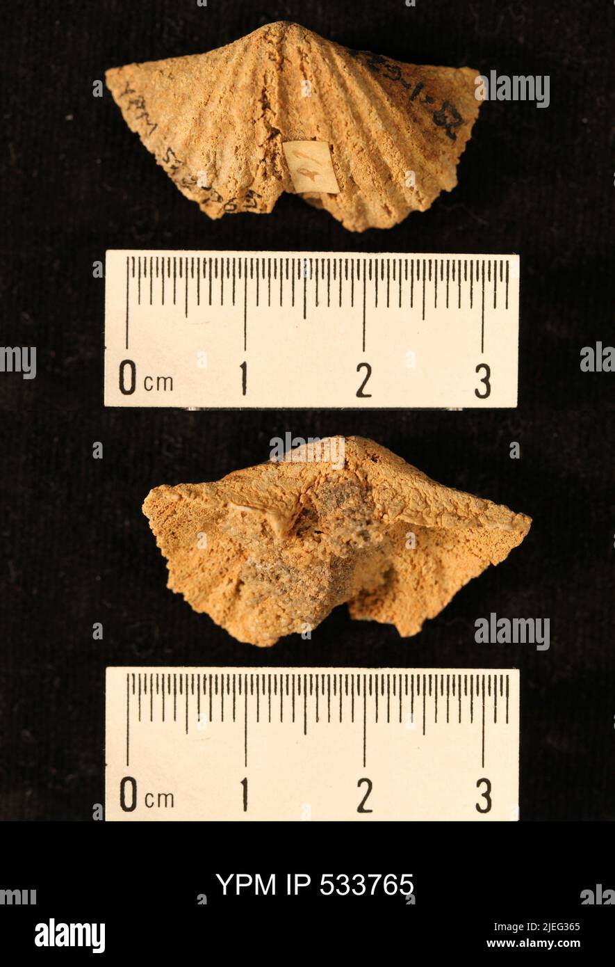 Spirifer sp hi-res stock photography and images - Alamy