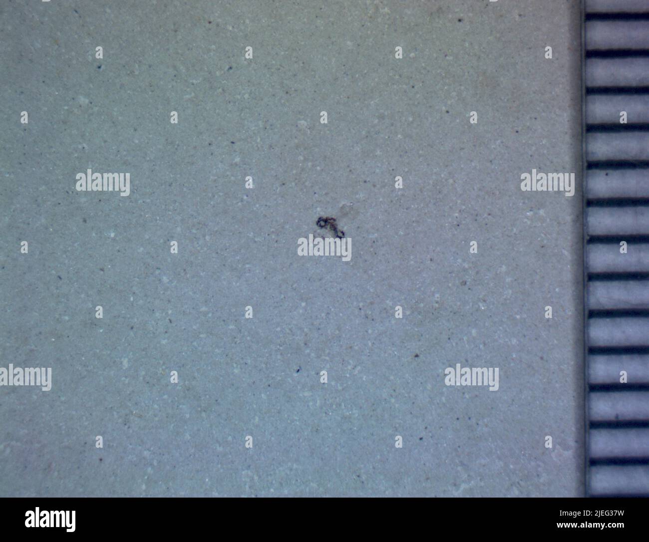 Hymenoptera suborder hi-res stock photography and images - Alamy