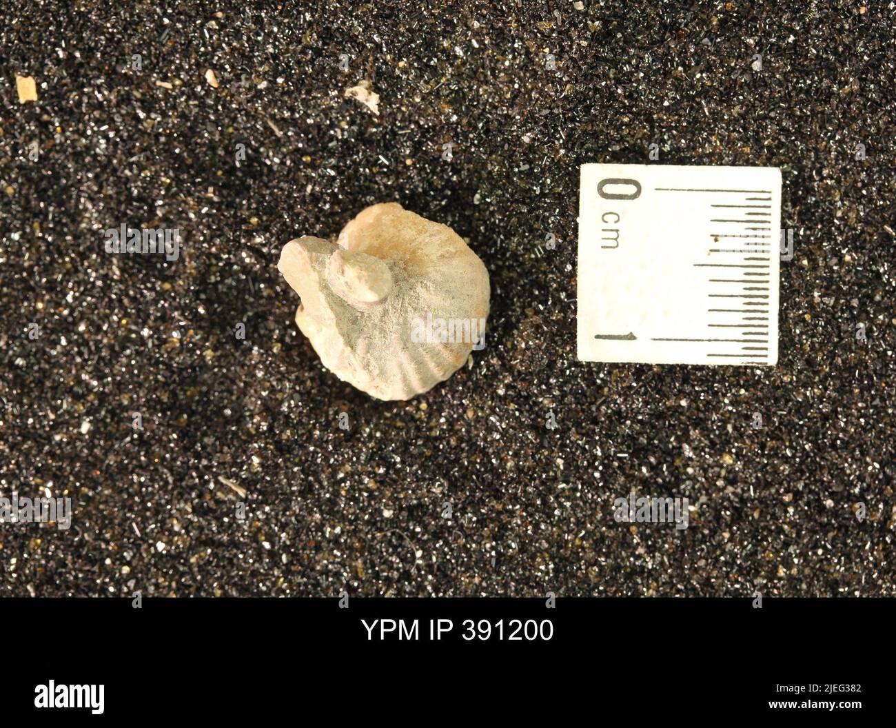 Scaphitidae animalia hi-res stock photography and images - Alamy