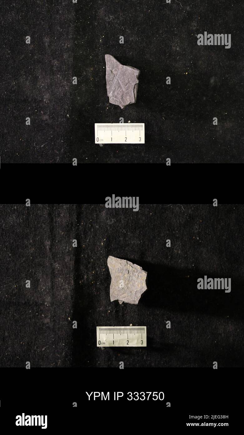 Graptolithina graptolites hi-res stock photography and images - Alamy