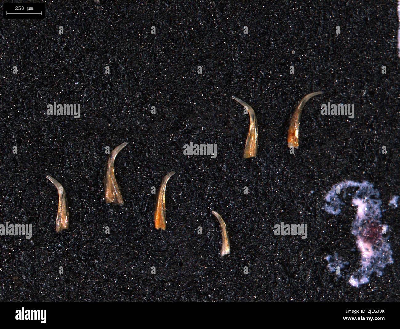 Panderodus gracilis (Branson & Mehl, 1933 Stock Photo - Alamy
