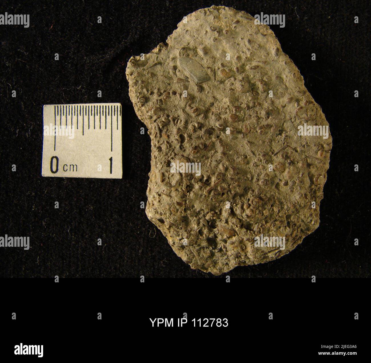 Cyclora hi-res stock photography and images - Alamy