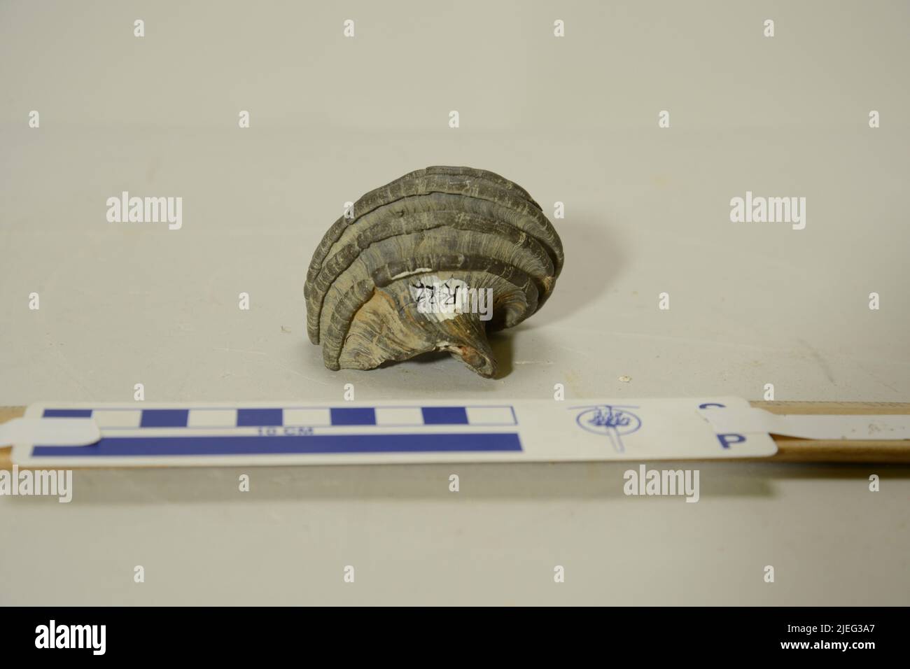 Ecphora quadricostata (Conrad, 1830 Stock Photo - Alamy
