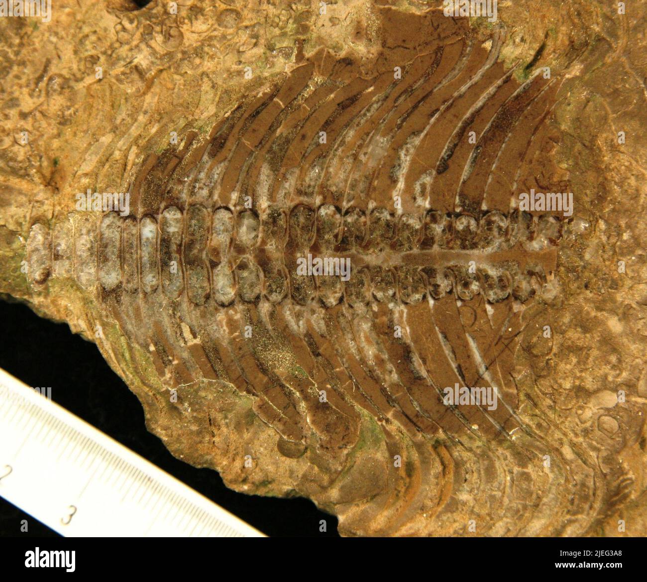 Gonioceras occidentale animalia hi-res stock photography and images - Alamy