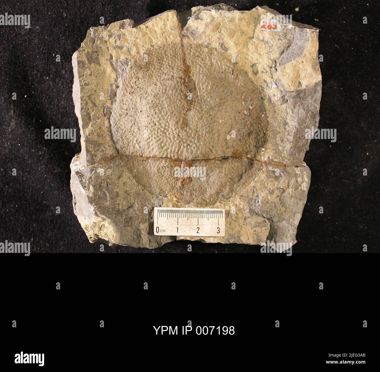 Receptaculites infundibuliformis Eaton Stock Photo - Alamy