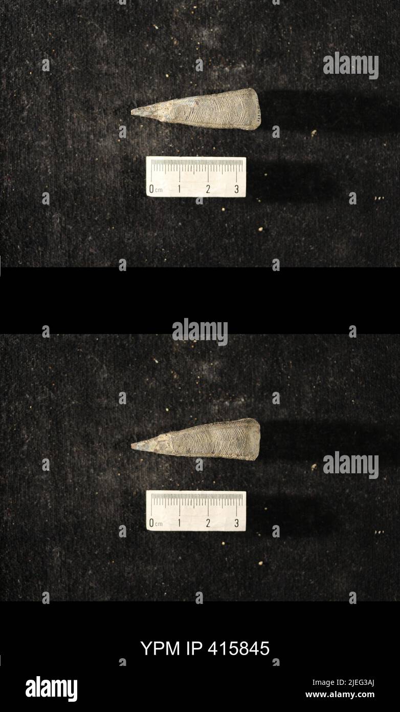 Conularia crustula White, 1880 Stock Photo - Alamy