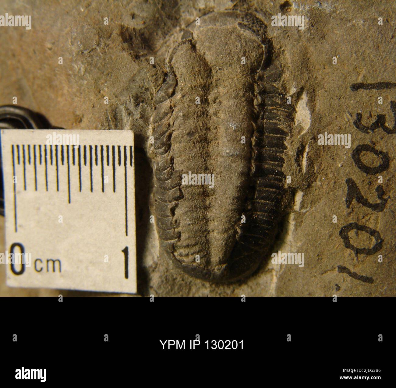 Eldredgeops rana (Green Stock Photo - Alamy