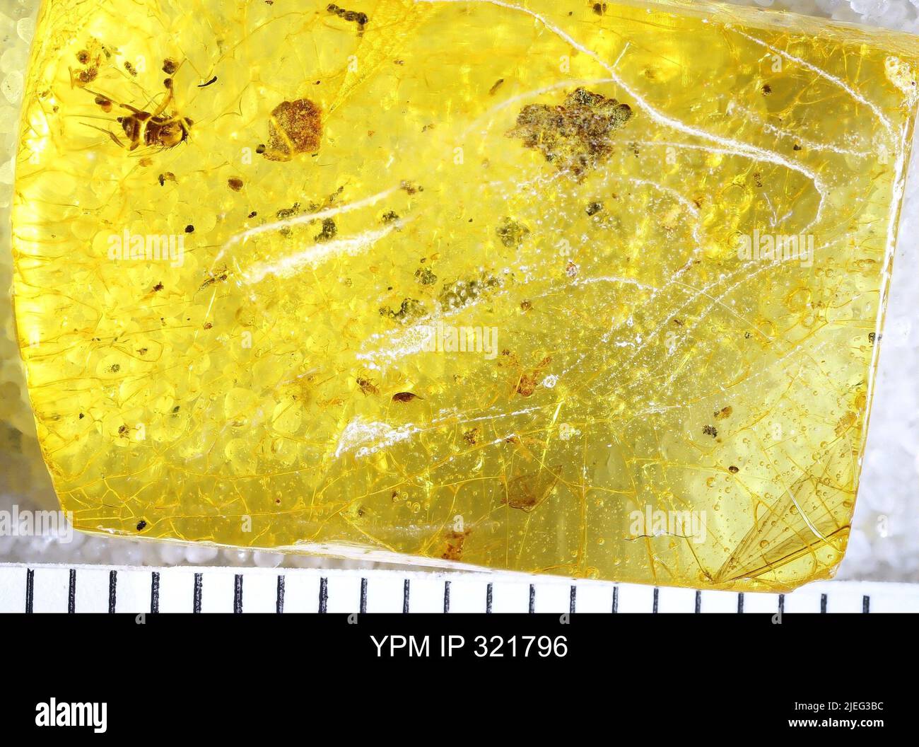 Chaoboridae hi-res stock photography and images - Alamy