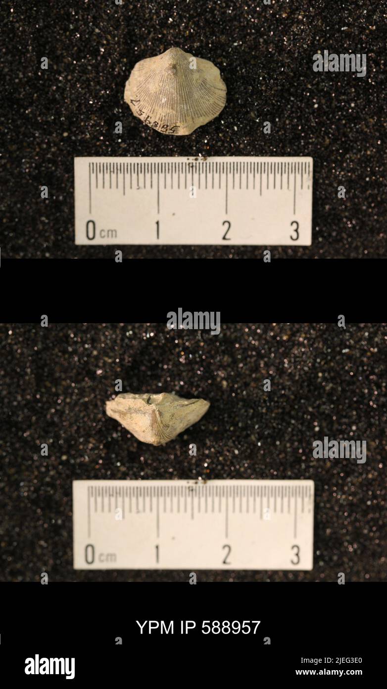 Dalmanella wisbyensis animalia hi-res stock photography and images - Alamy