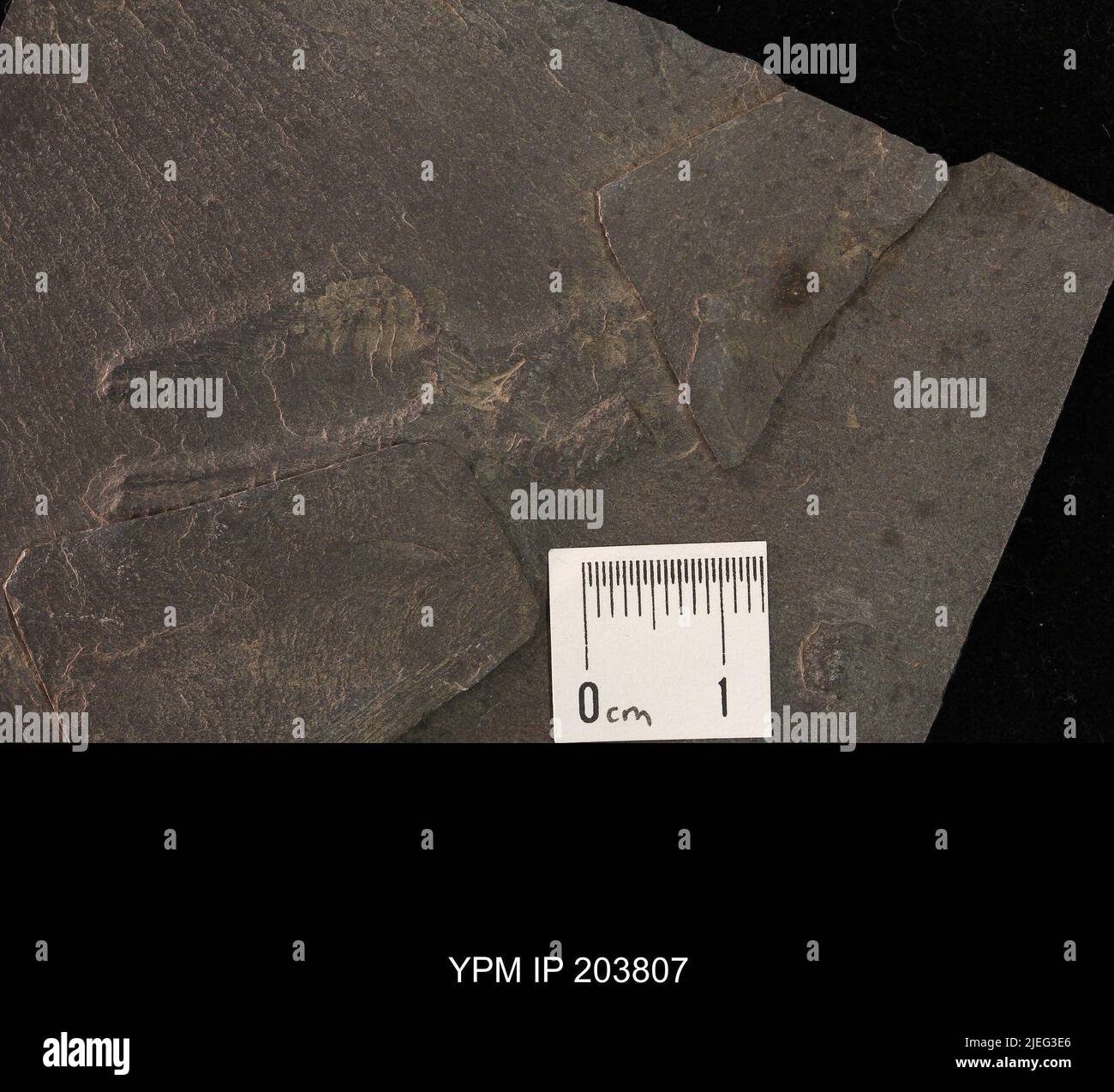 Furcaster palaeozoicus Sturtz Stock Photo - Alamy