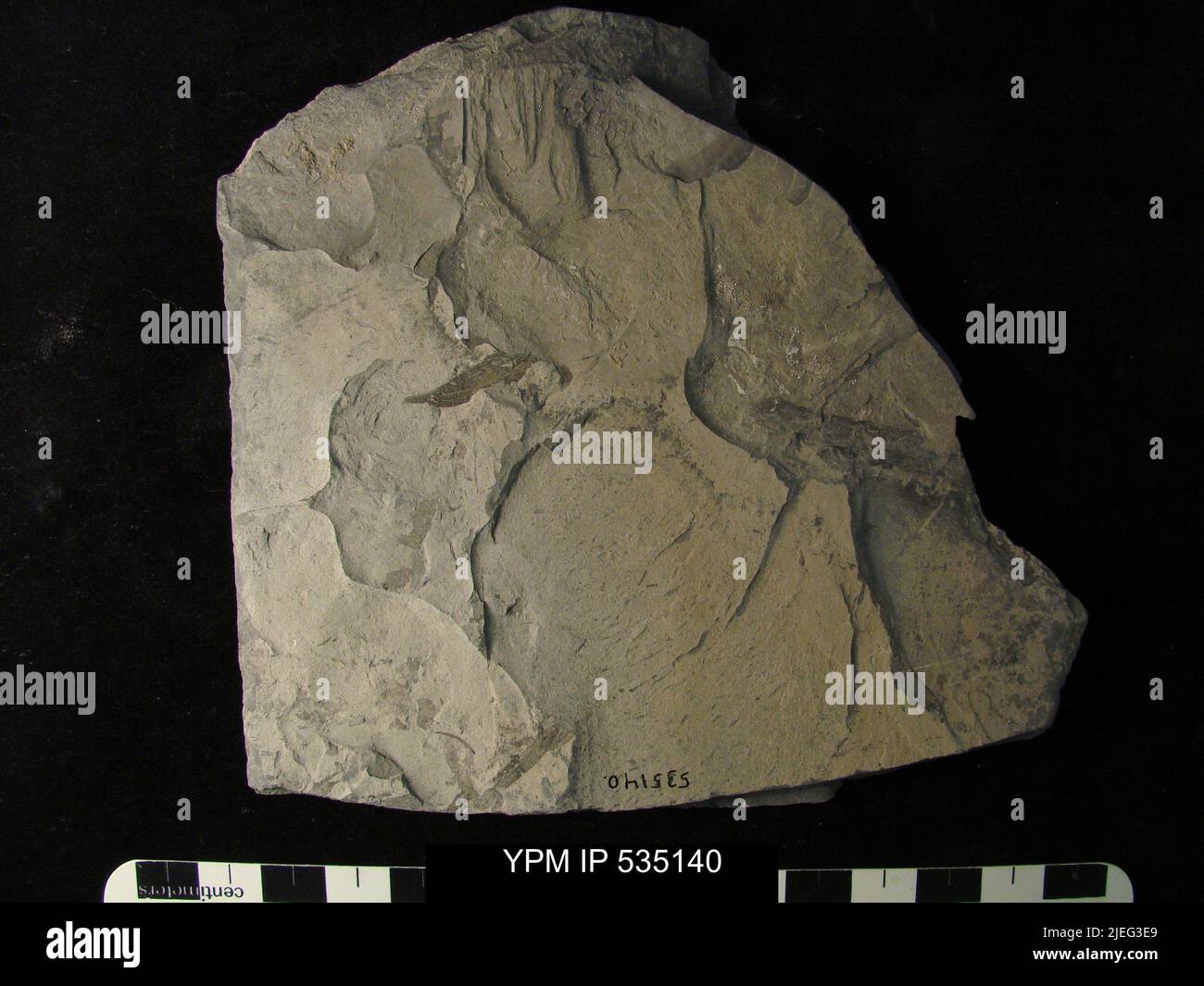 Raptorial appendage hi-res stock photography and images - Alamy