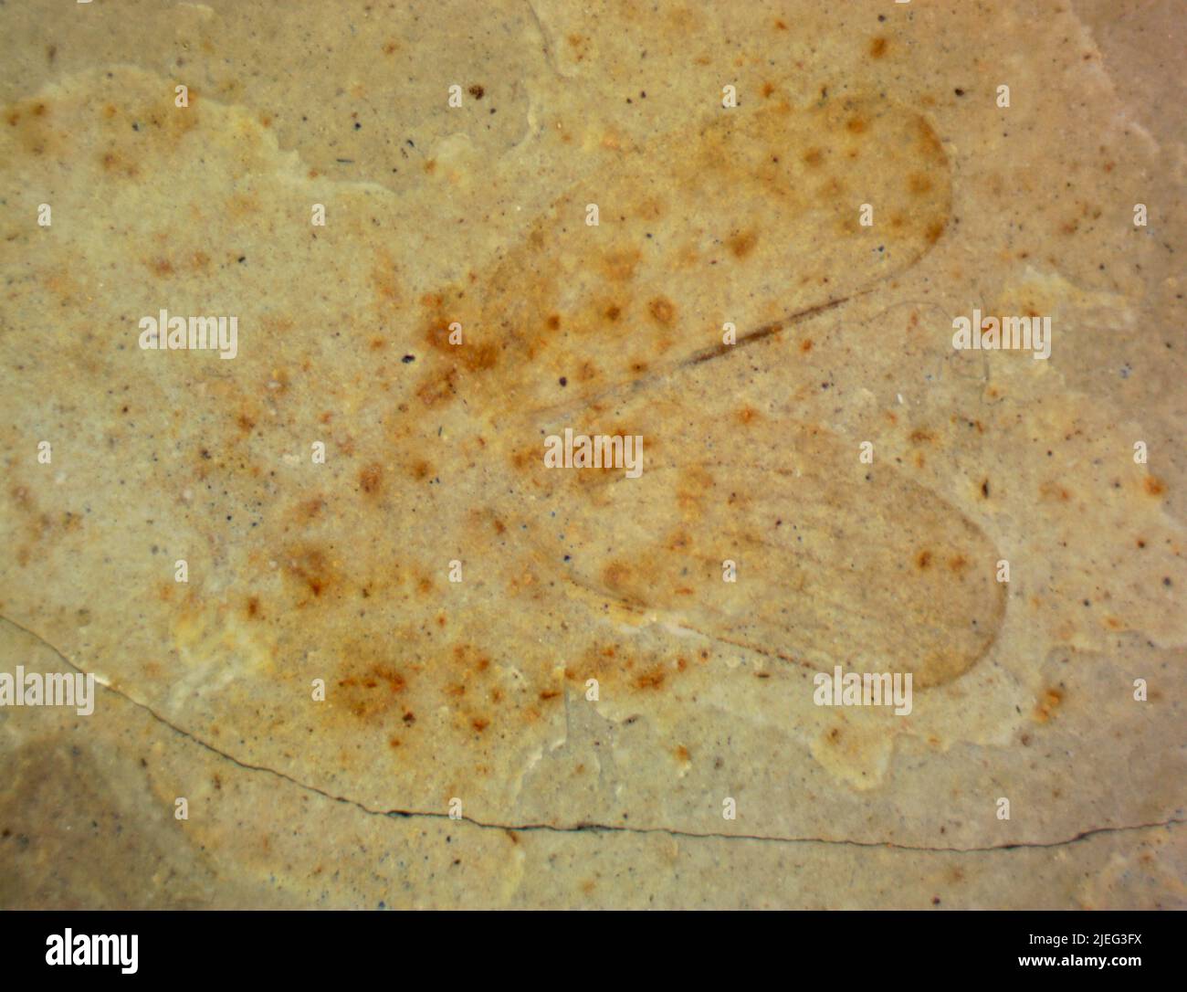 Subclass pterygota hi-res stock photography and images - Alamy