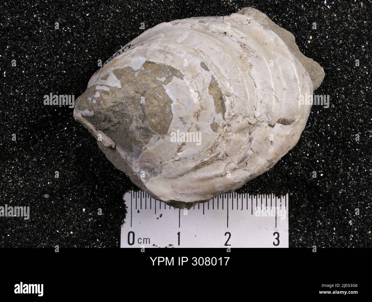 Inoceramus sp animalia hi-res stock photography and images - Alamy