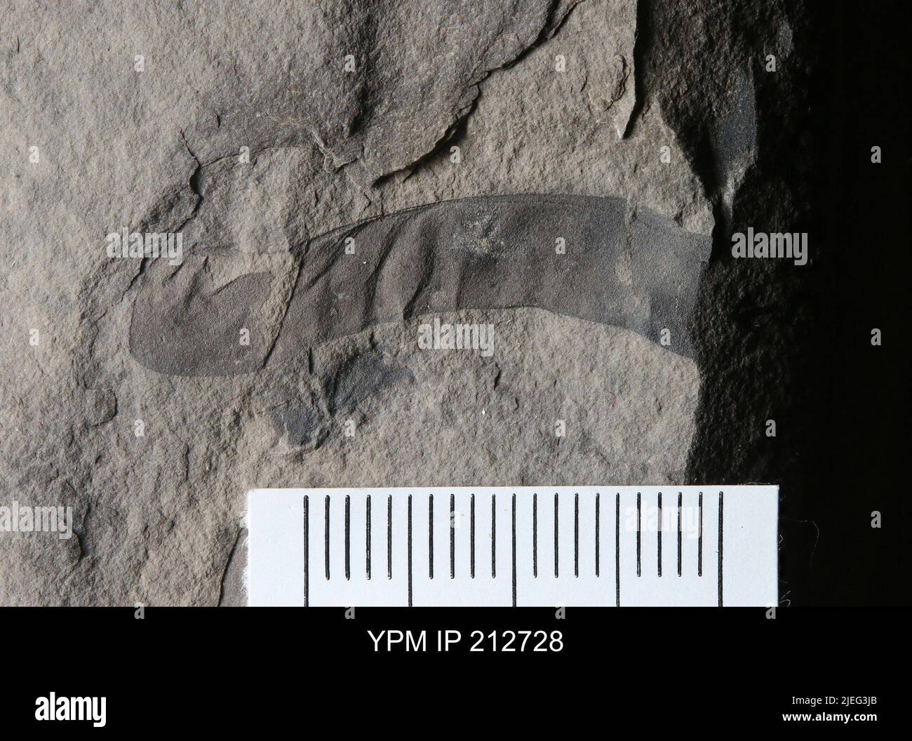 Pterygotus (Acutiramus) macrophthalmus (Hall Stock Photo - Alamy