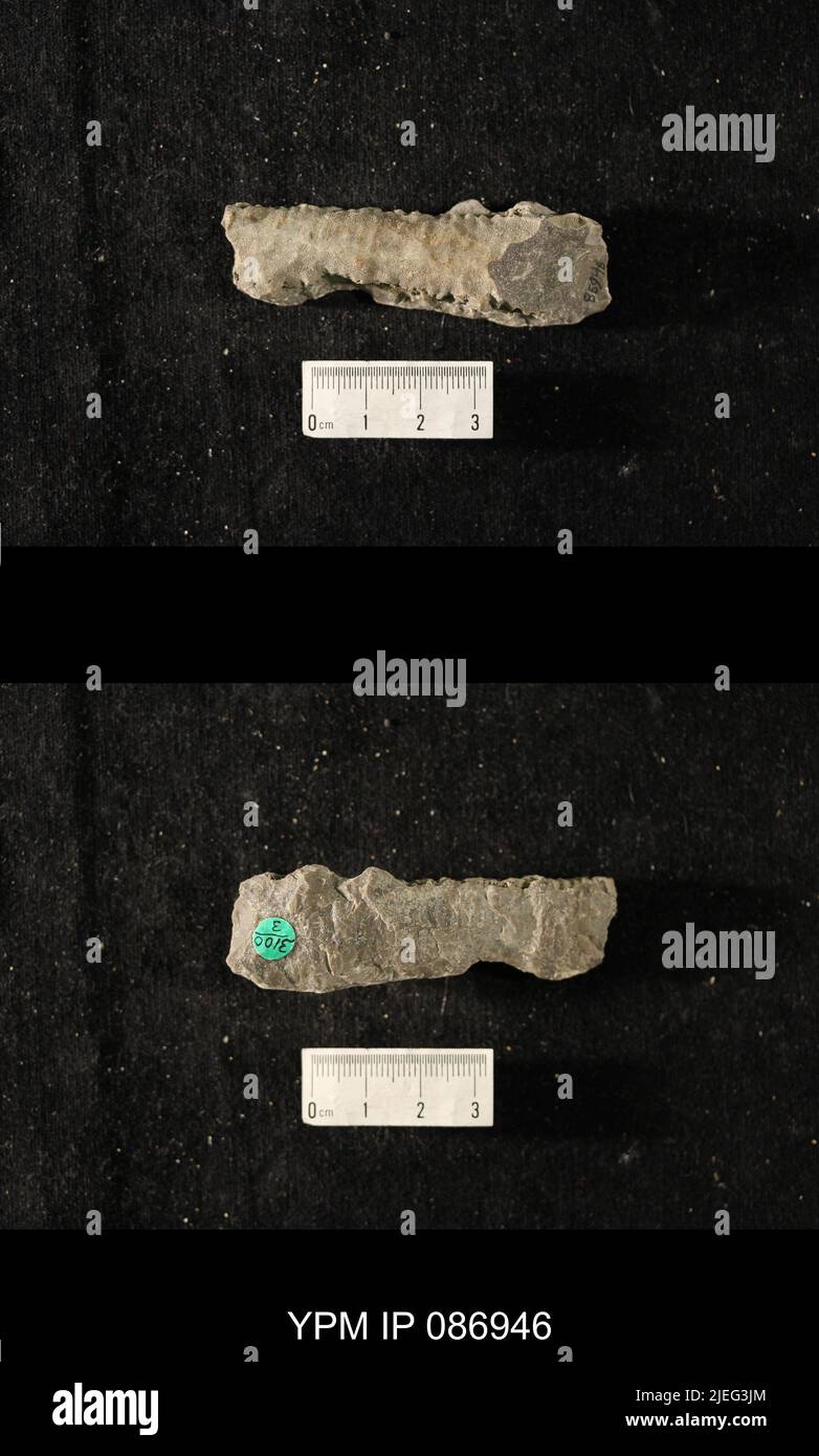 Protocycloceras lamarcki animalia hi-res stock photography and images ...