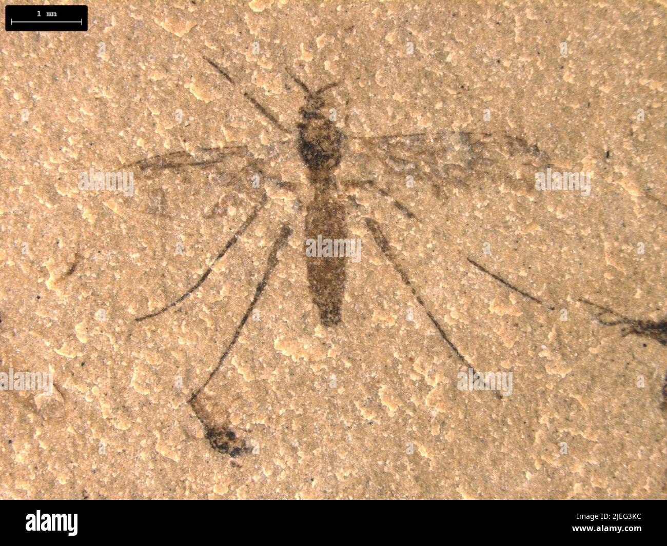 Dipteran insects hi-res stock photography and images - Alamy