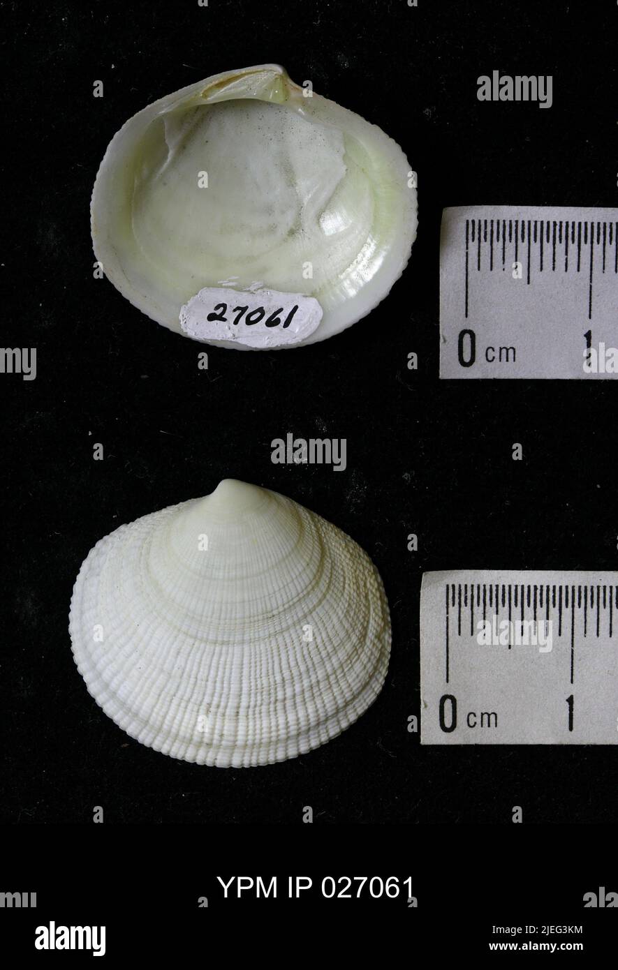 Codakia codakia orbicularis linnaeus hi-res stock photography and ...