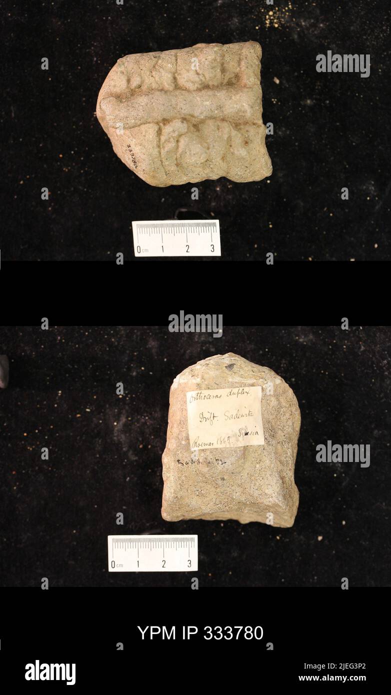 Endoceras wahlenbergi foord hi-res stock photography and images - Alamy