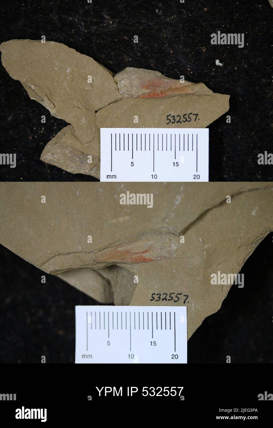 Sphenothallus sp animalia hi-res stock photography and images - Alamy