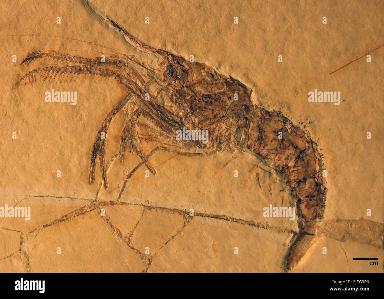 Aeger tipularius Schlotheim Stock Photo - Alamy