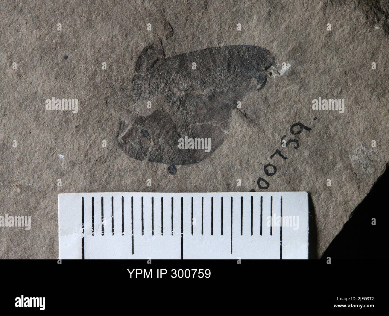 Erieopterus microphthalmus hall animalia hi-res stock photography and ...