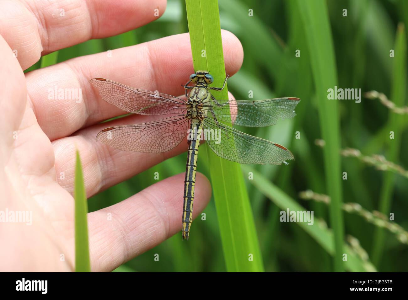 Dragonfly sits in the reeds on the lake Stock Photo - Alamy