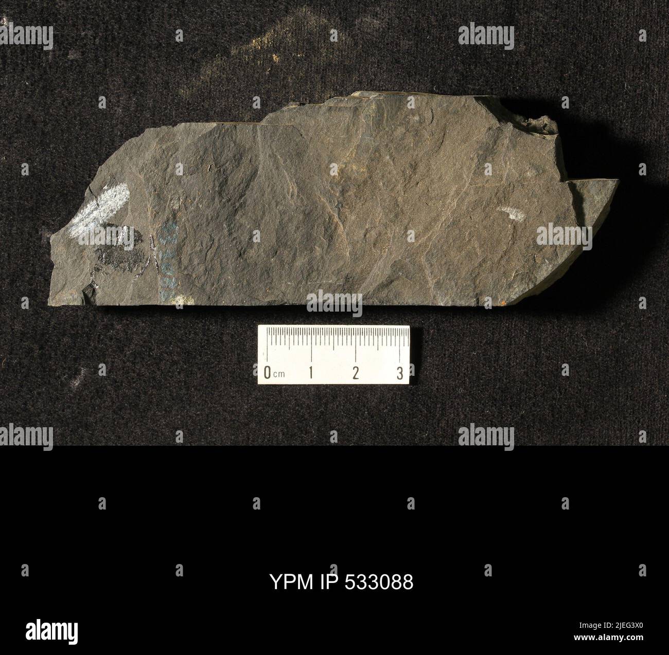 Graptolithina; Assemblage includes Phyllograptus, Isograptus ...