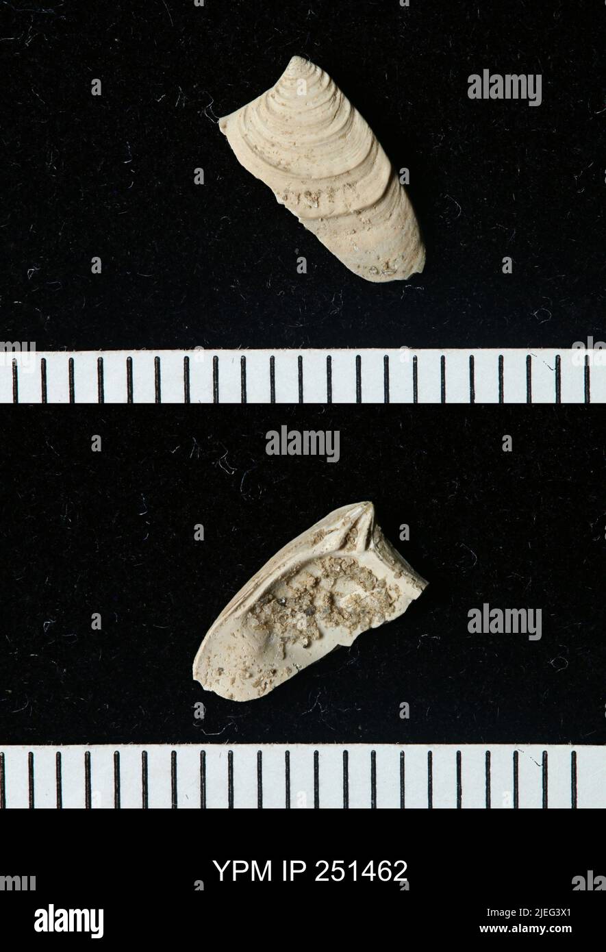 Astarte cuneiformis animalia hi-res stock photography and images - Alamy