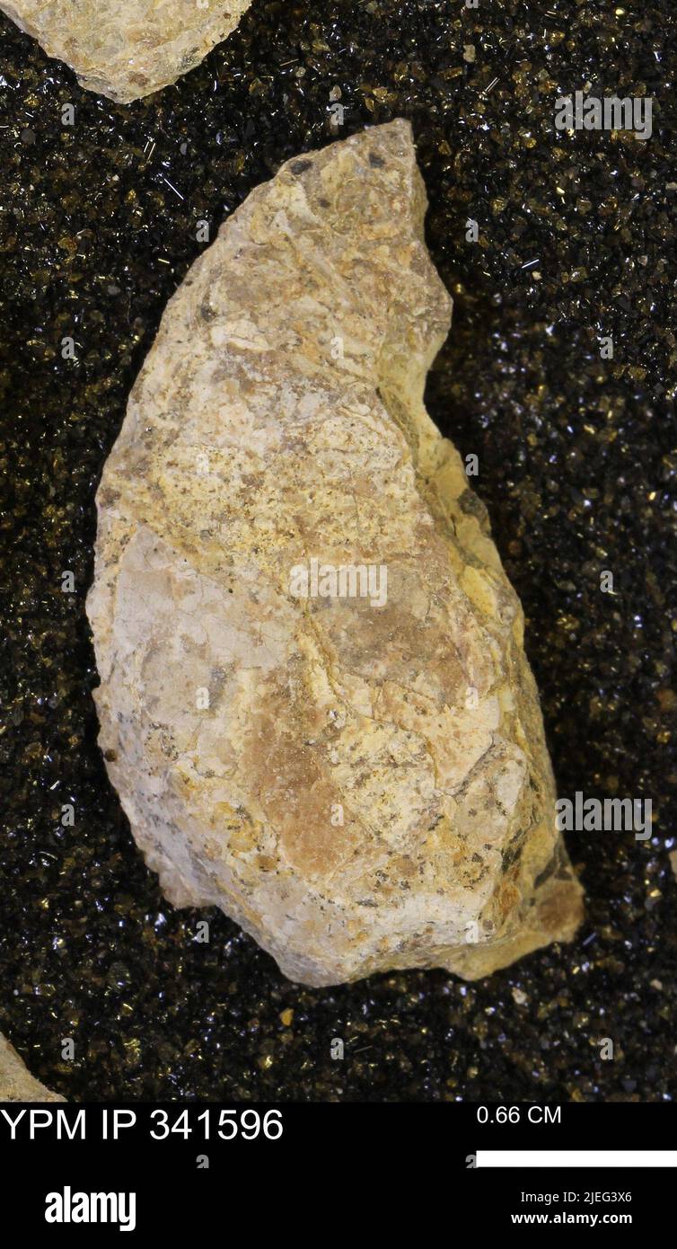 Cretaceous nautiloid hi-res stock photography and images - Alamy
