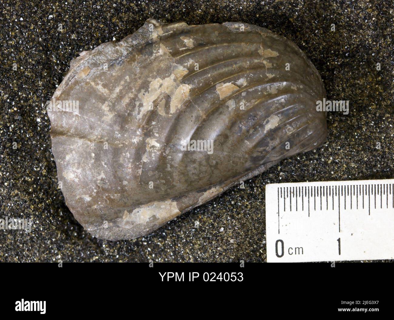 Endocostea typicus Whitfield Stock Photo - Alamy