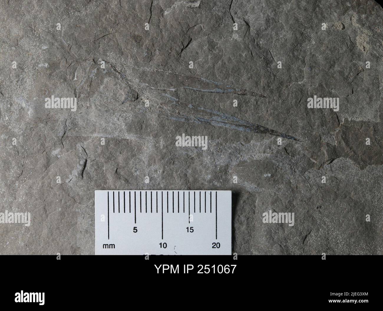 Phyllocarida hi-res stock photography and images - Alamy