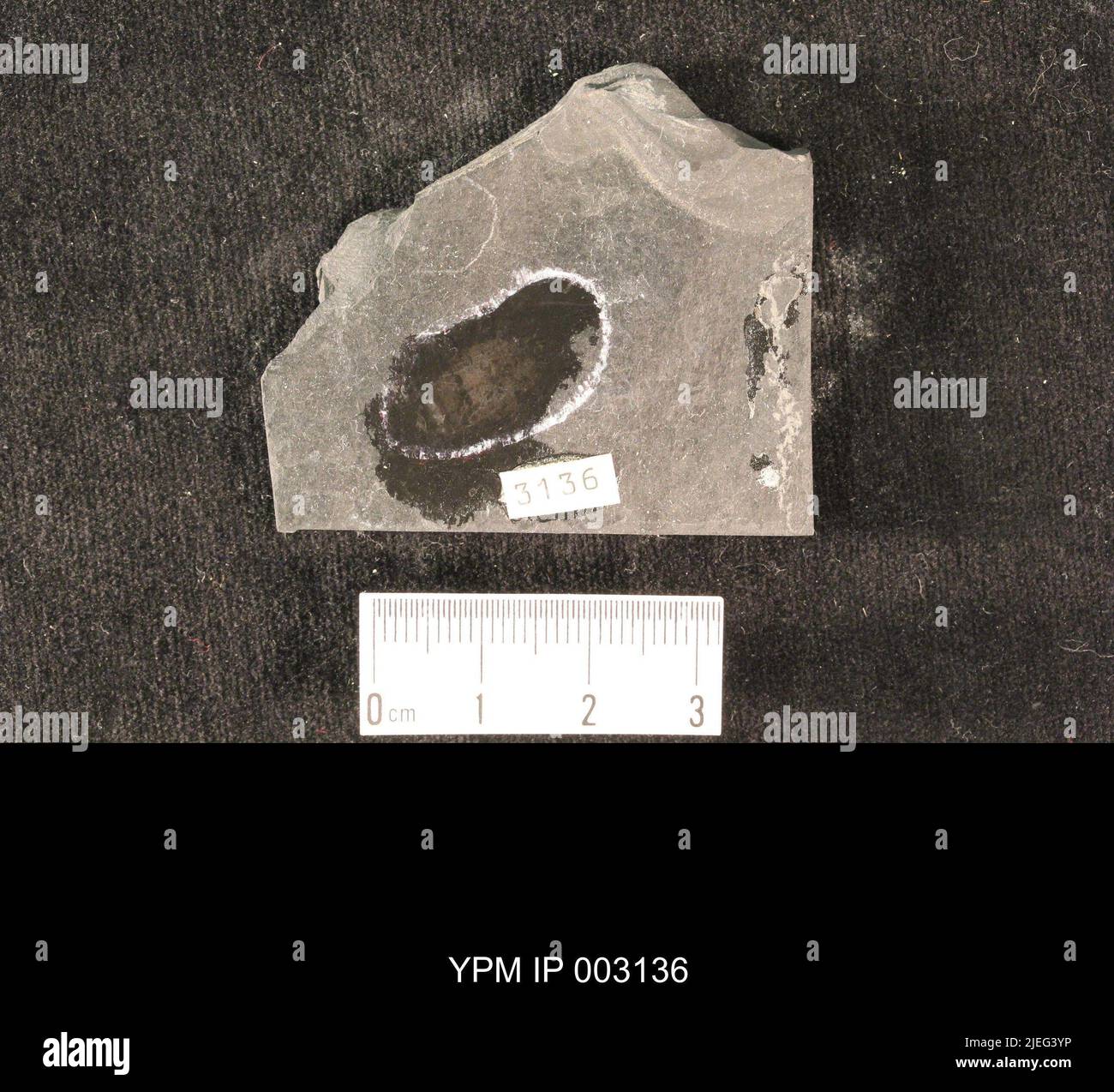 Belostomatidae. IPB.00594: North Carolina. Rockingham County. insect ...