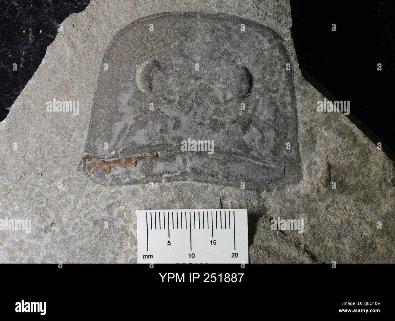 Eurypterus sp animalia hi-res stock photography and images - Alamy