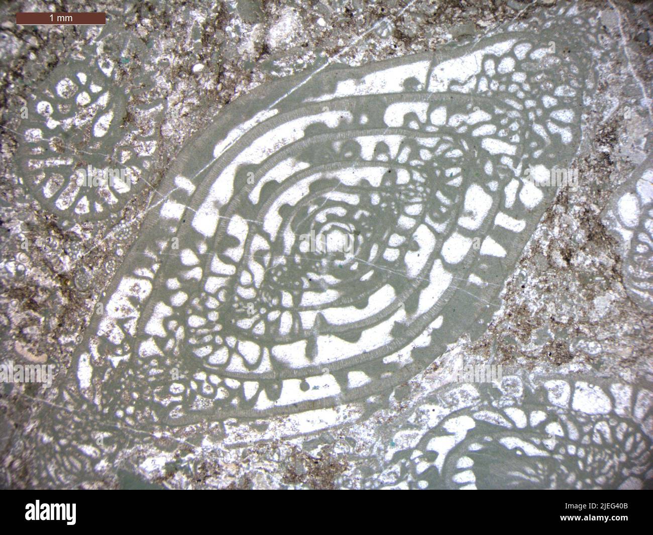 Triticites creekensis thompson hi-res stock photography and images - Alamy