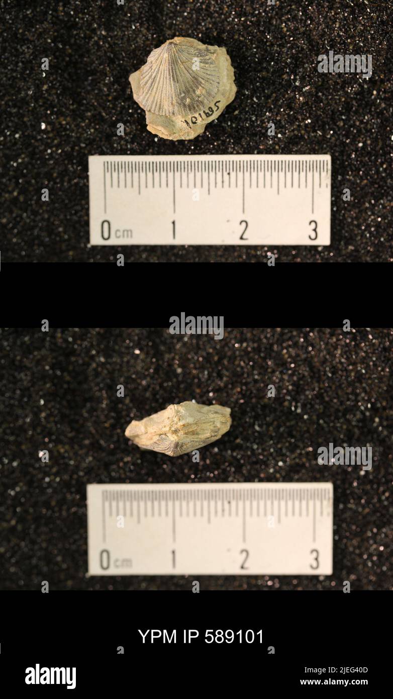 Dalmanella meeki (Miller, 1875 Stock Photo - Alamy