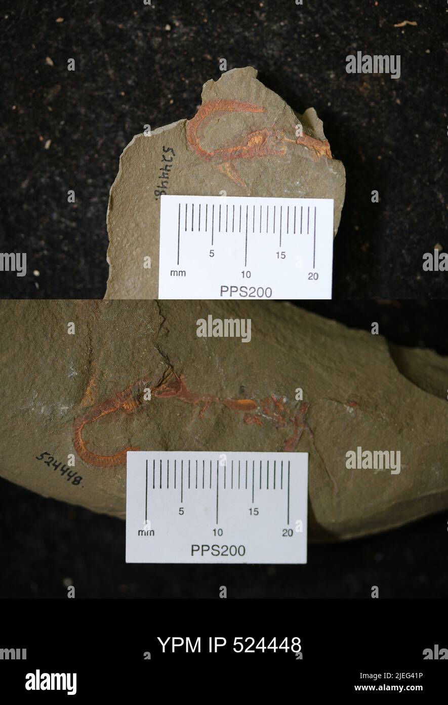 Cothurnocystis hi-res stock photography and images - Alamy