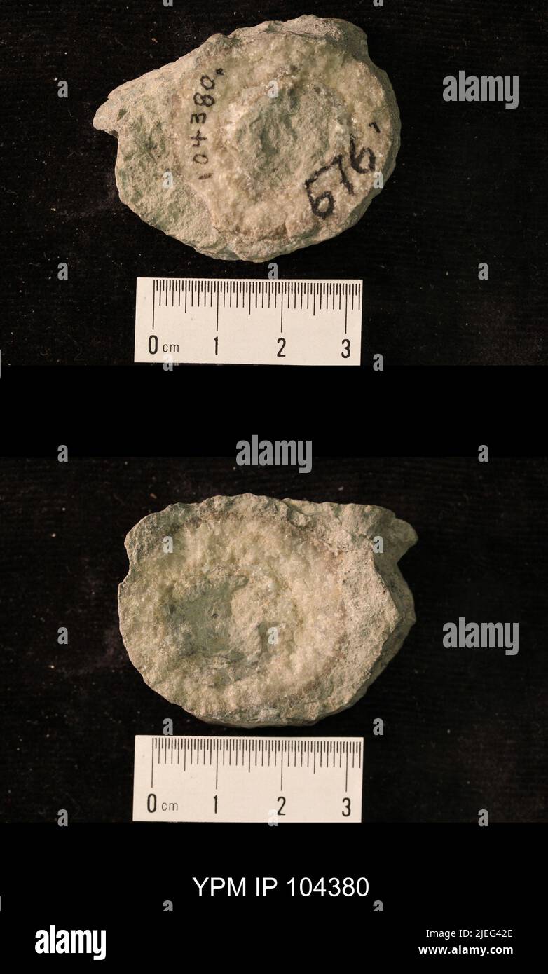 Beatricia undulata animalia hi-res stock photography and images - Alamy