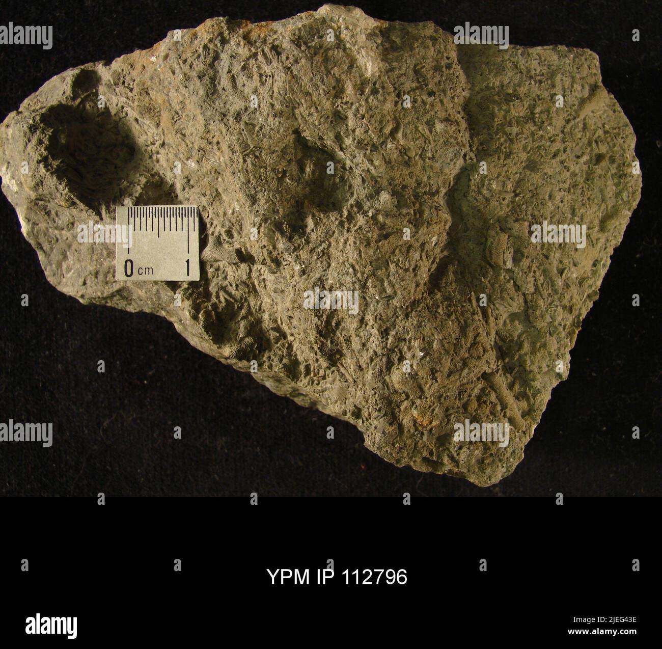 Euomphalina hi-res stock photography and images - Alamy