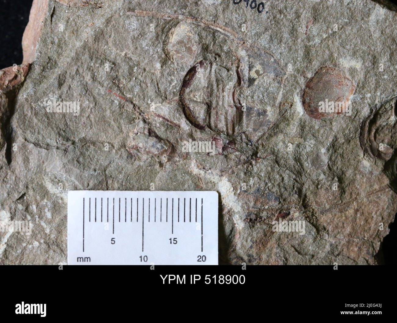 Ampyx sp animalia hi-res stock photography and images - Alamy