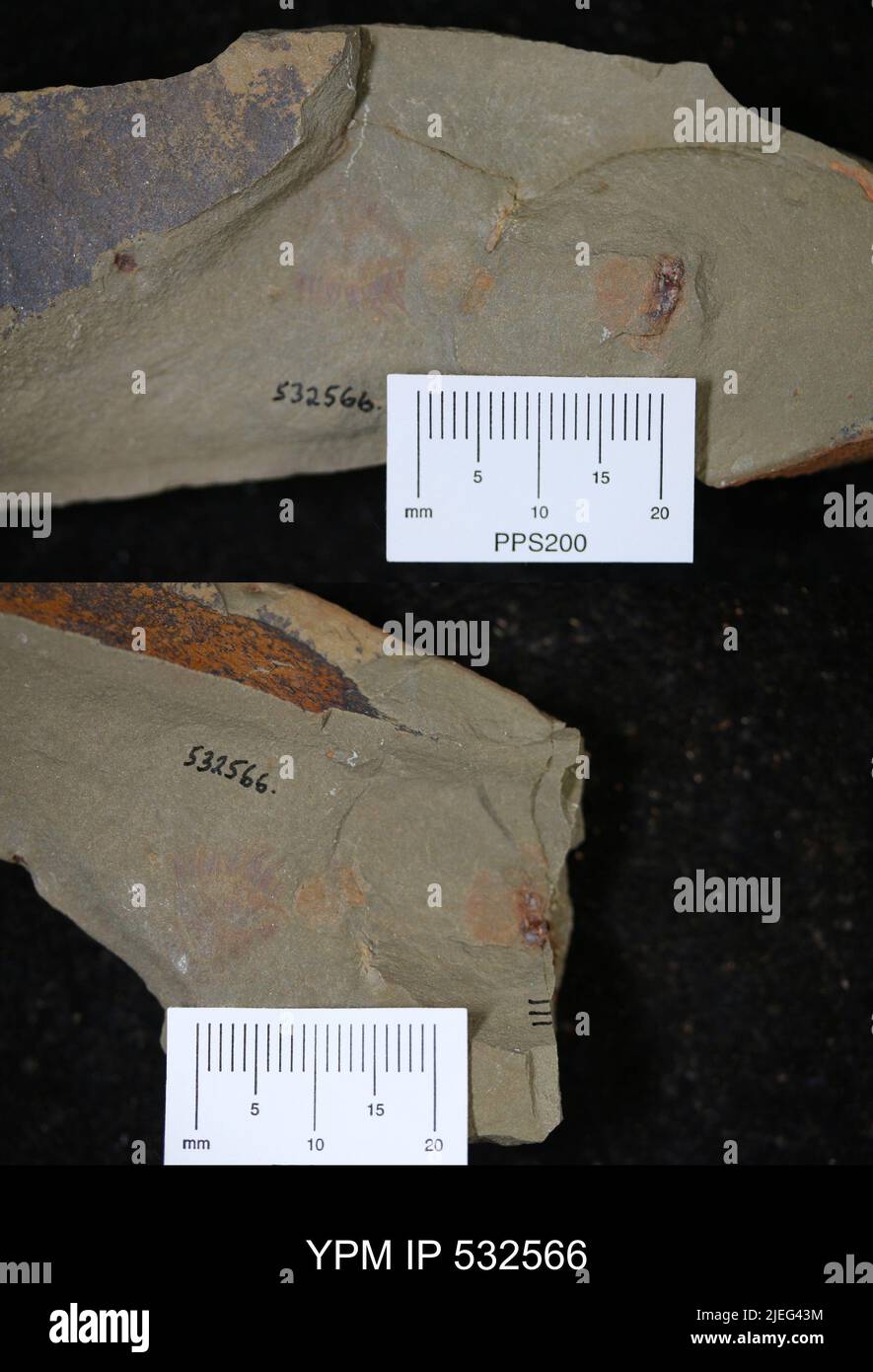 Polychaeta marine bristleworms hi-res stock photography and images - Alamy