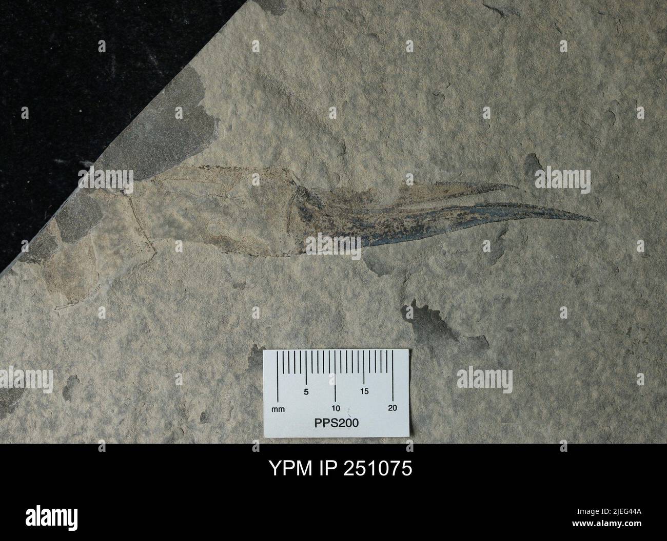 Phyllocarida hi-res stock photography and images - Alamy