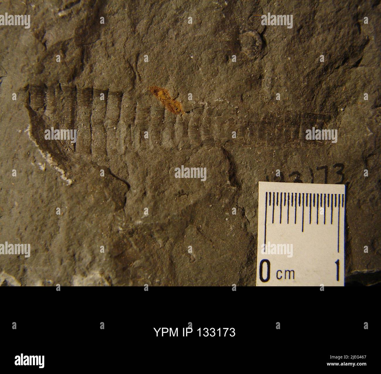 Orthoceras prehistoric nautiloid cephalopod hi-res stock photography ...