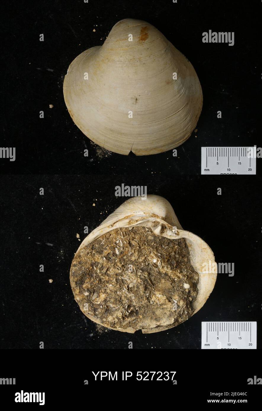 Cyprina islandica animalia hi-res stock photography and images - Alamy