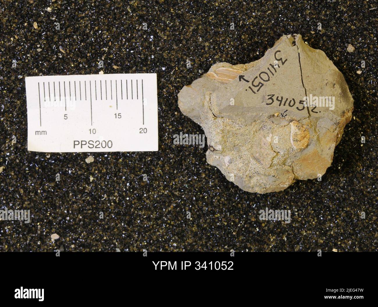 Fossil shells catalog hi-res stock photography and images - Alamy