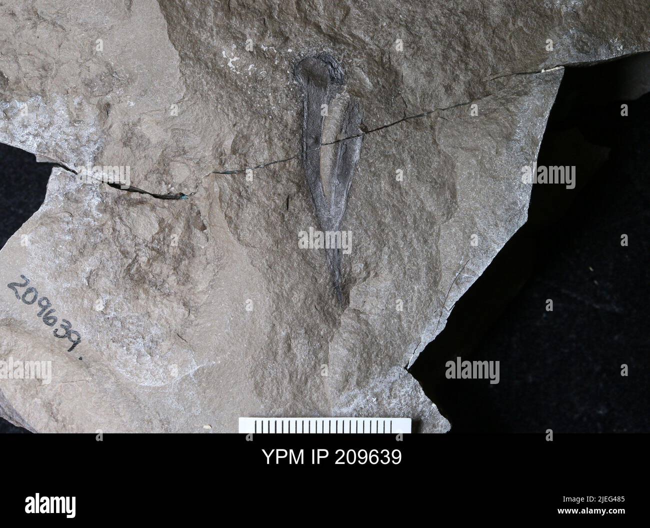 Cooksonia plants hi-res stock photography and images - Alamy