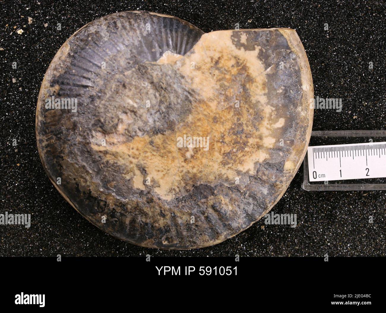 Mojsisovics hi-res stock photography and images - Alamy