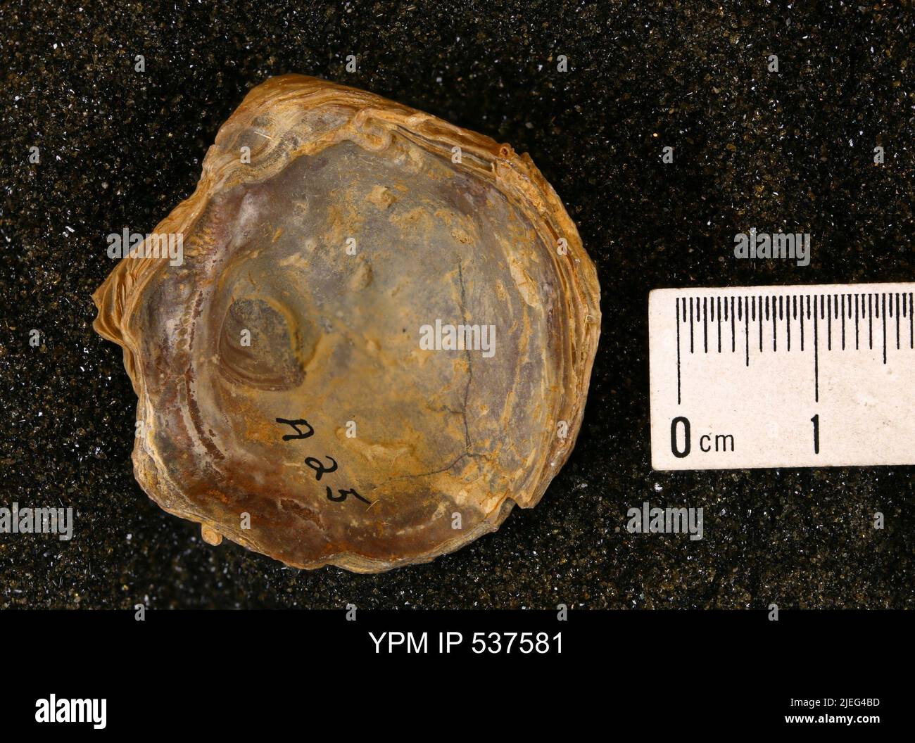 Gryphaea mucronata Gabb Stock Photo - Alamy